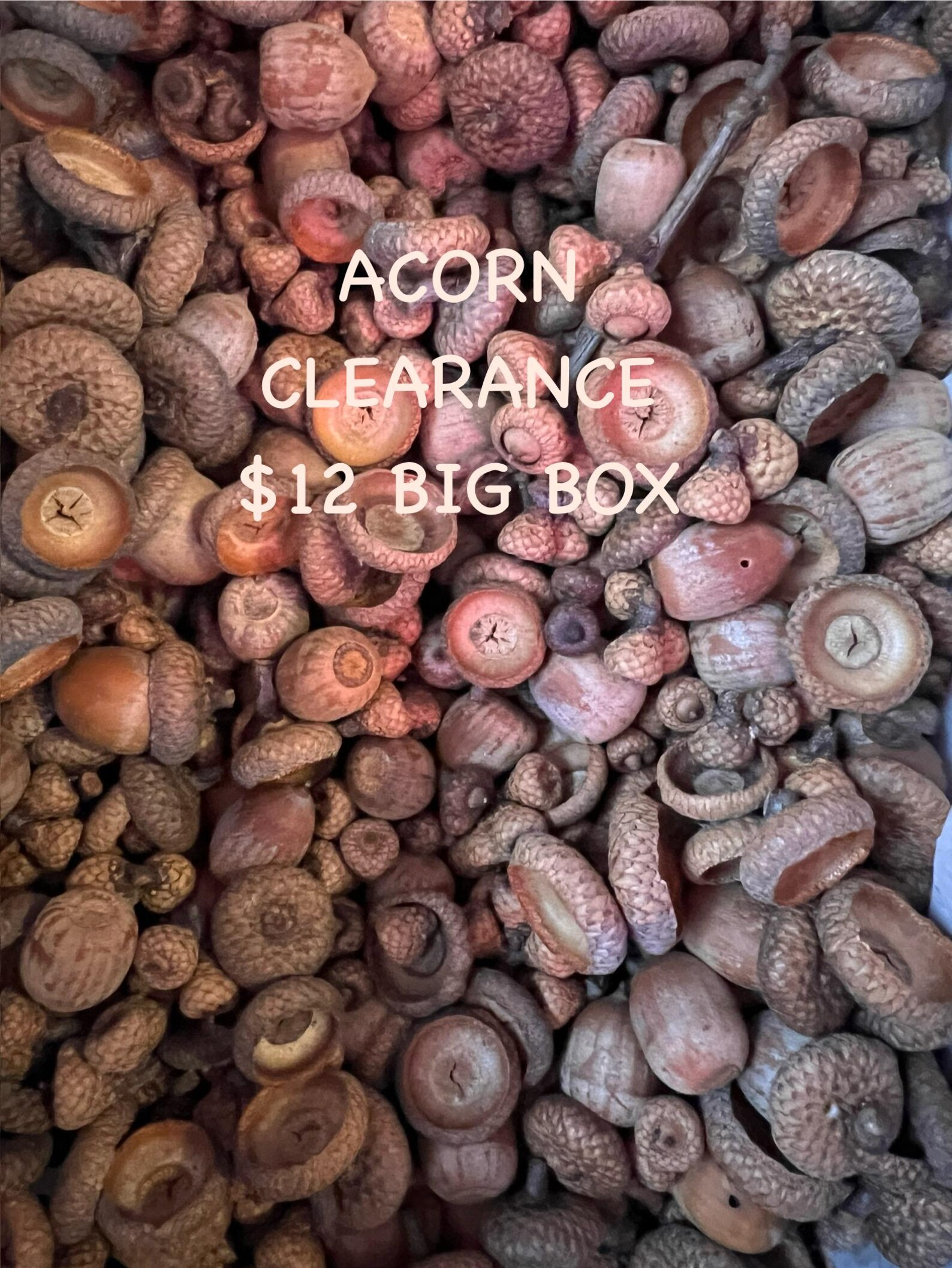 Acorns Assorted Inventory Clearance Acorn Buds, Acorns, Acorn Cap. - Etsy