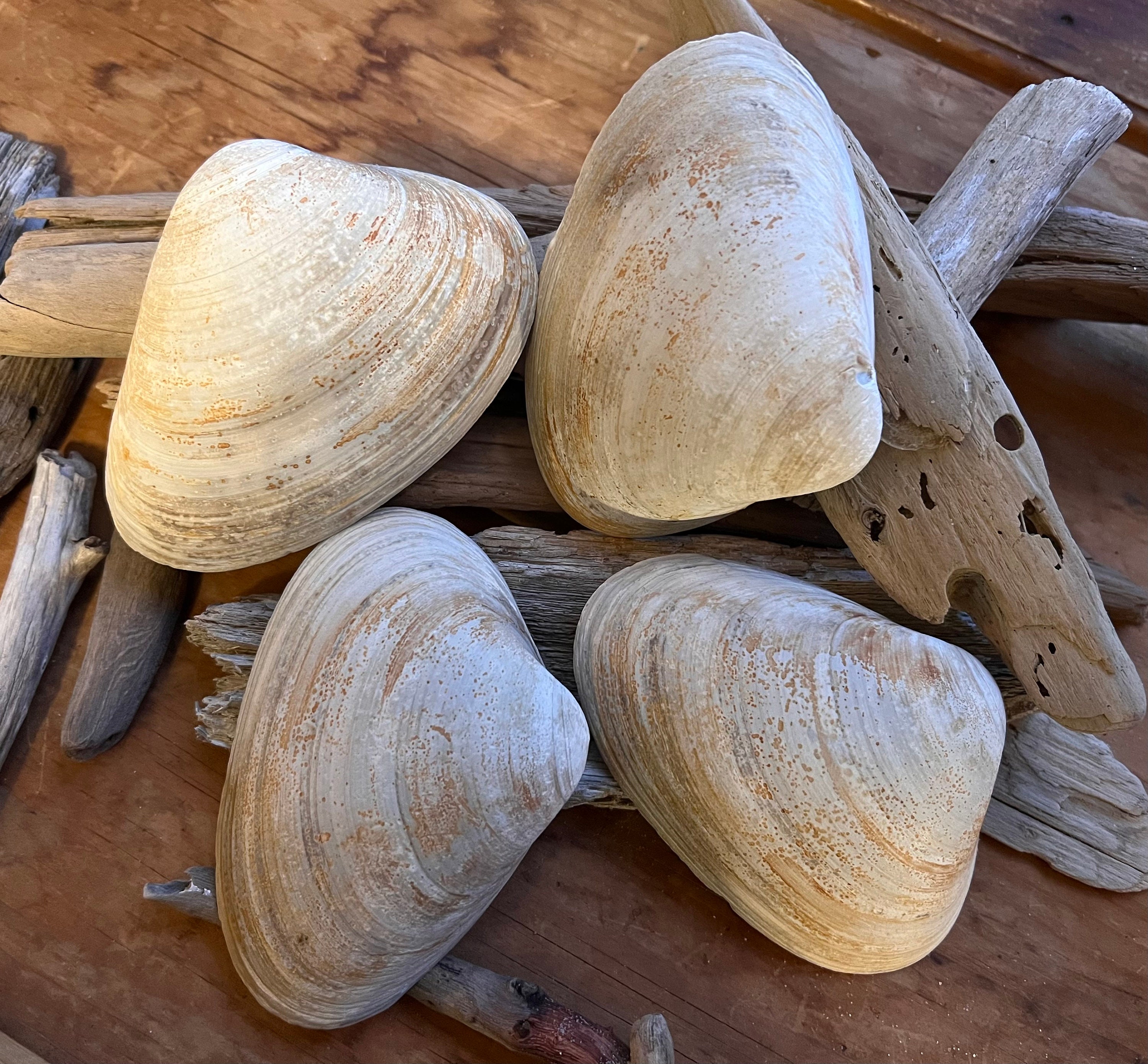 CLAM SHELLS for Baking - Etsy