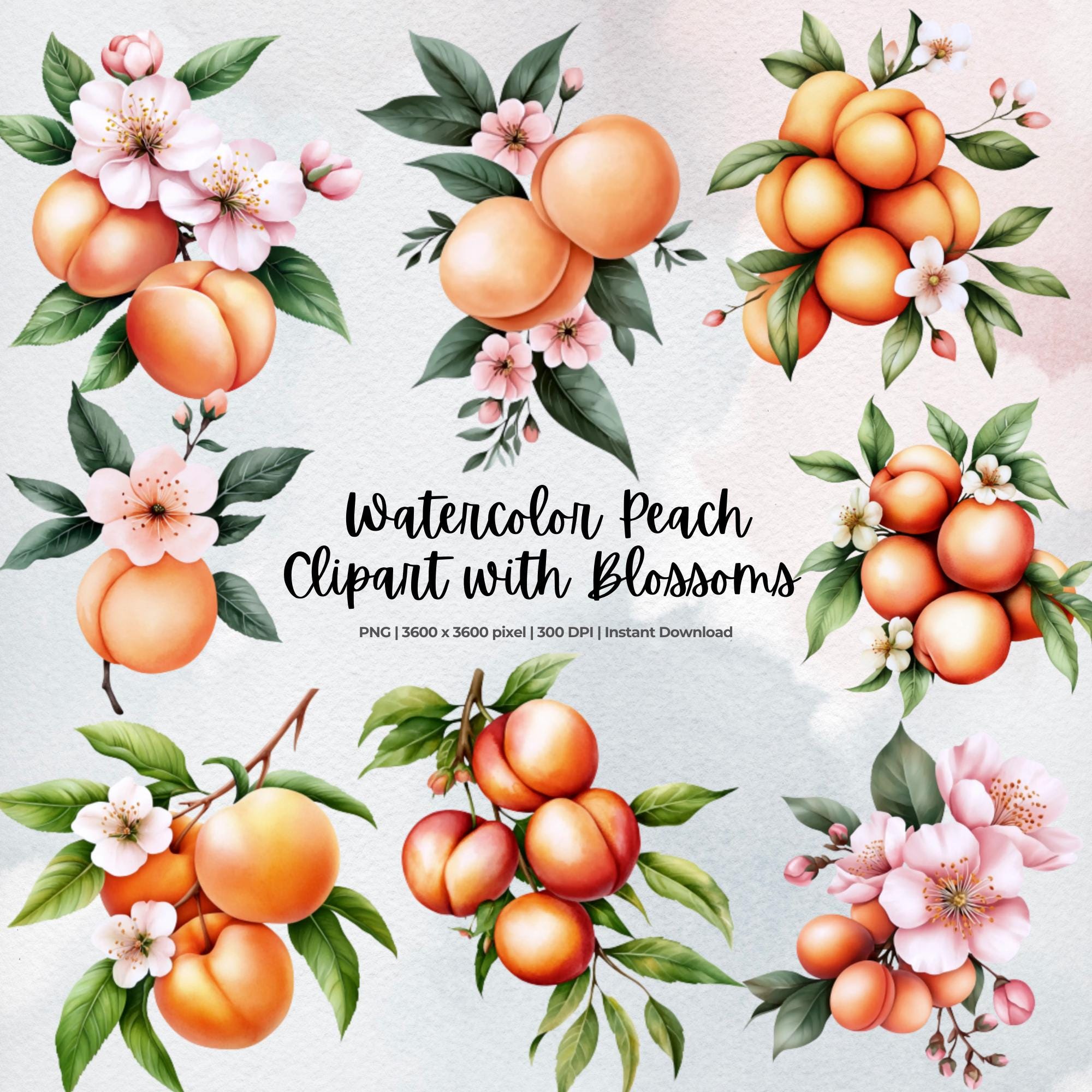 Peach Fruit and Blossom Clipart Set | Watercolor Peaches With Leaves ...