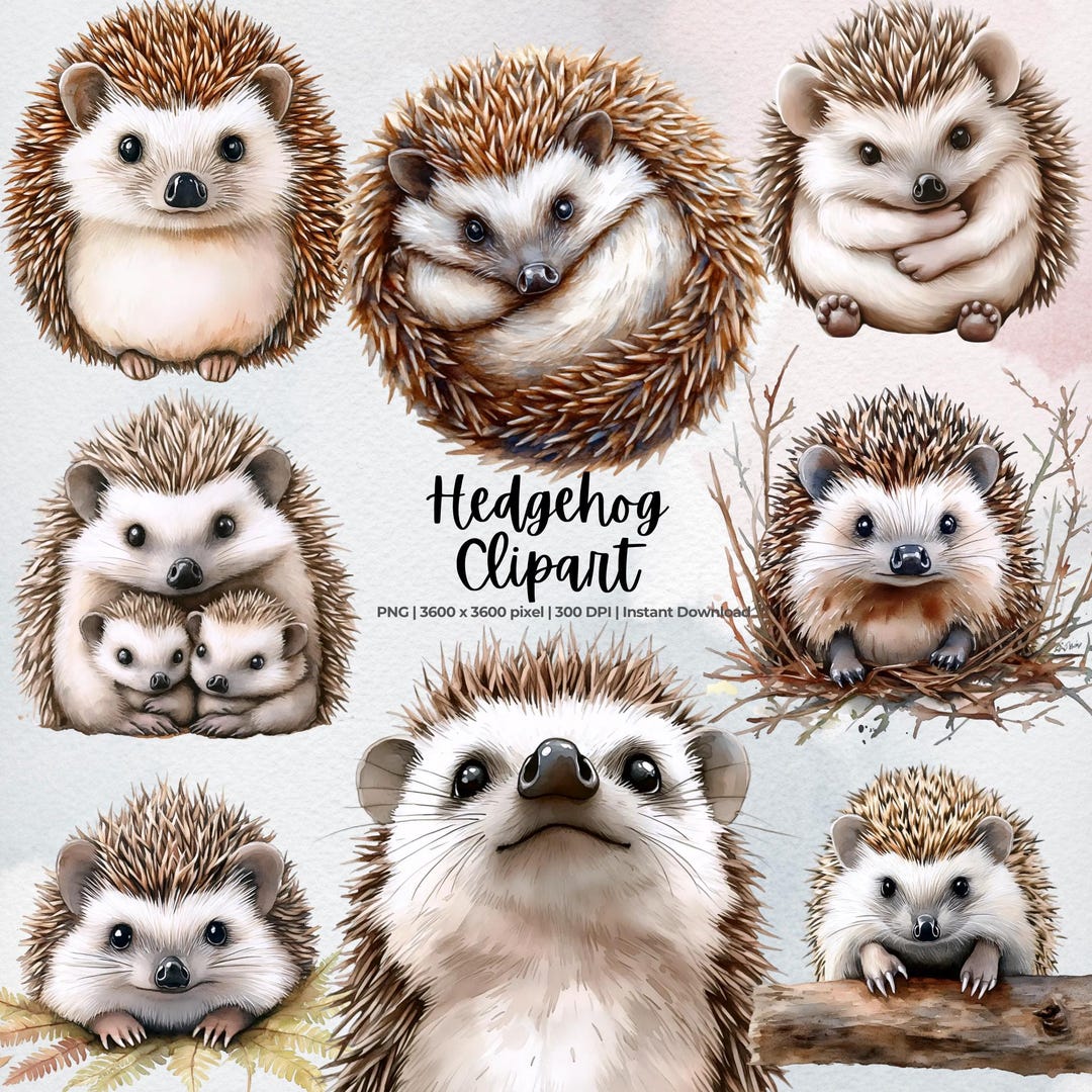 Hedgehog Clipart Bundle | Cute Watercolor Hedgehog PNG | Forest Animal ...