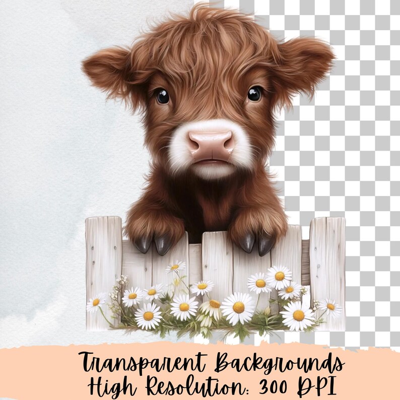 Highland Cow Clipart | Baby Calf Pngs for Paper Crafts & Junk Journals ...