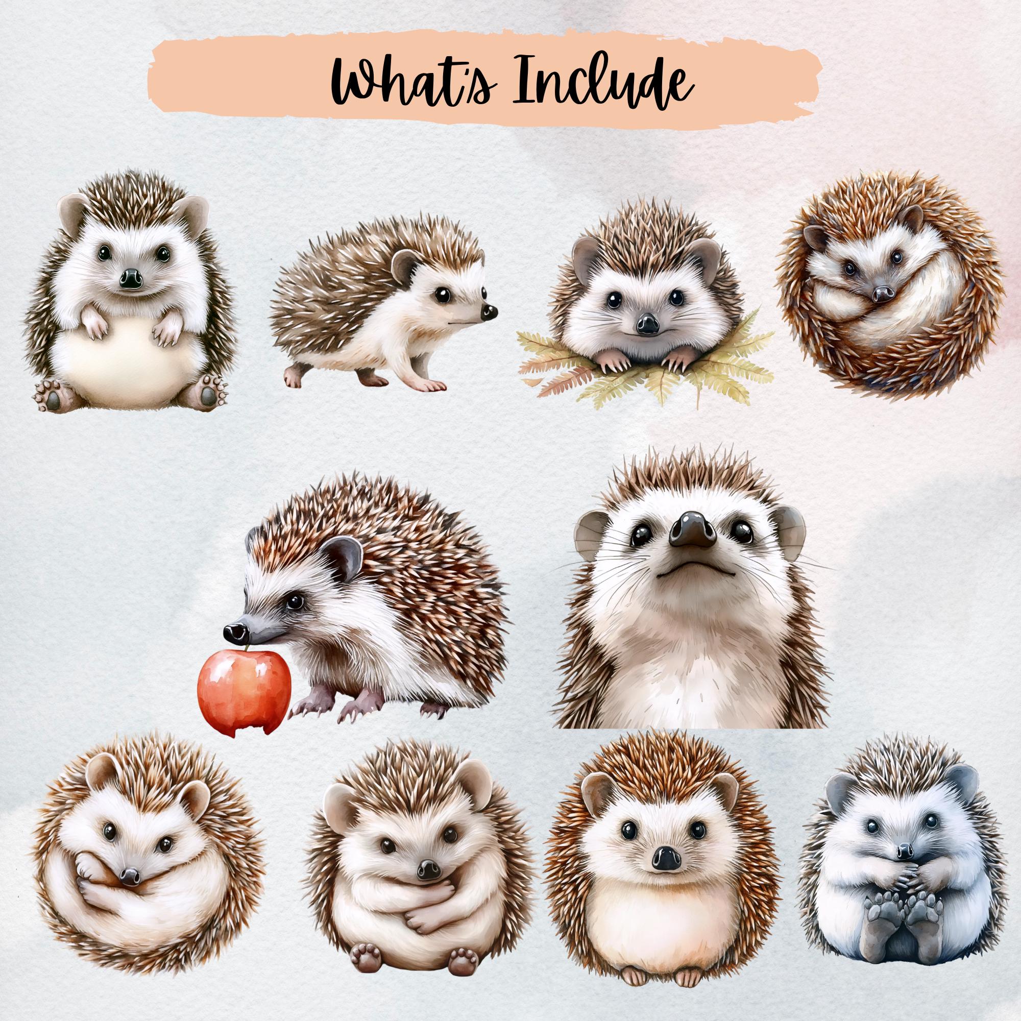 Hedgehog Clipart Bundle | Cute Watercolor Hedgehog PNG | Forest Animal ...
