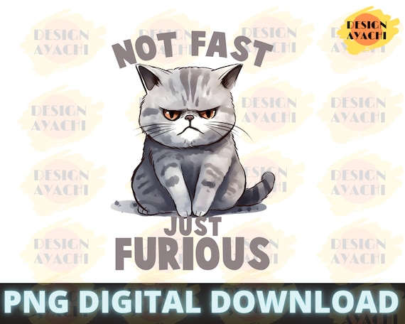 Grappige Boze Katten Grappige Katten Filmpjes Met Voice Over | TikTok