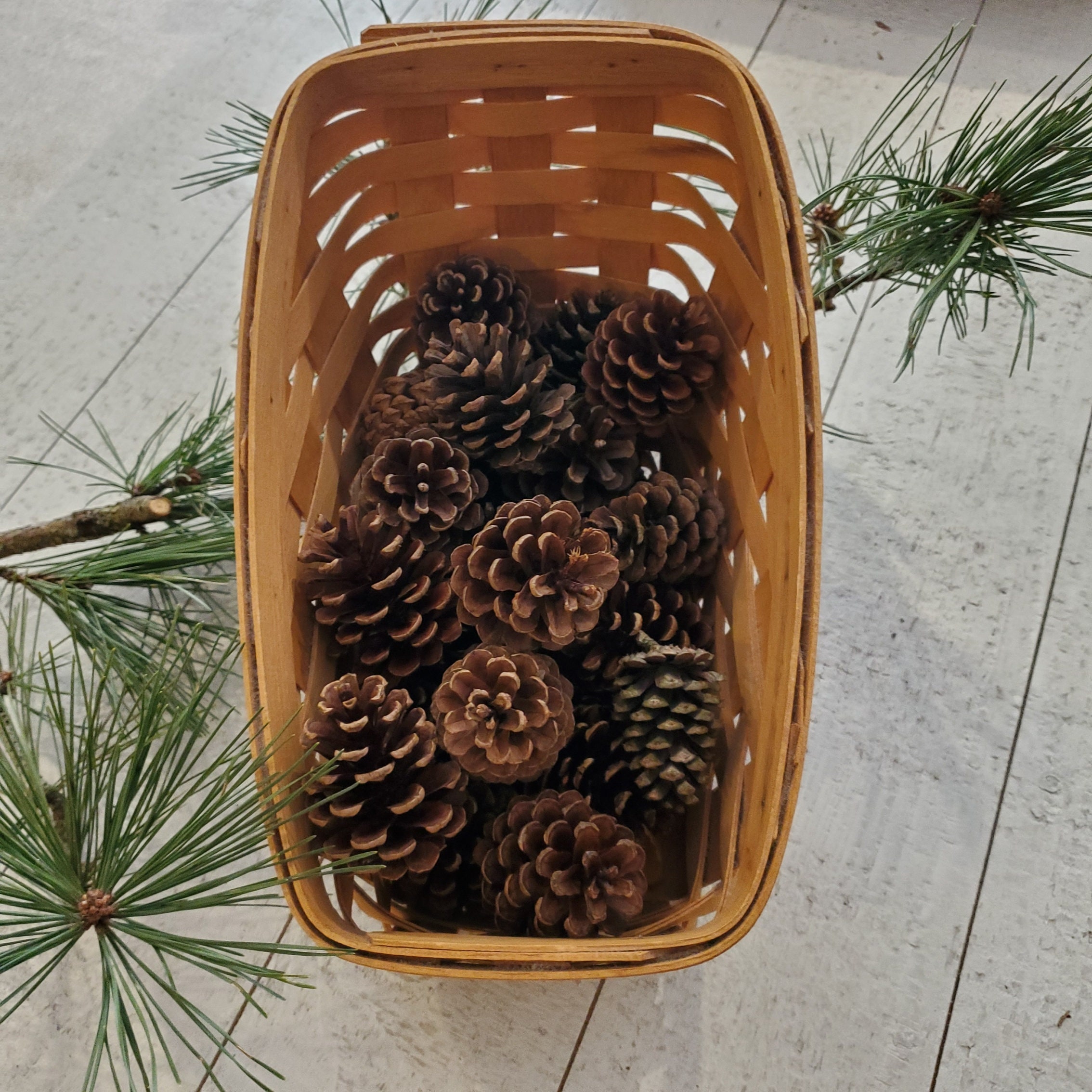 Real Pinecones Tiny to Small Set of 25 - Etsy