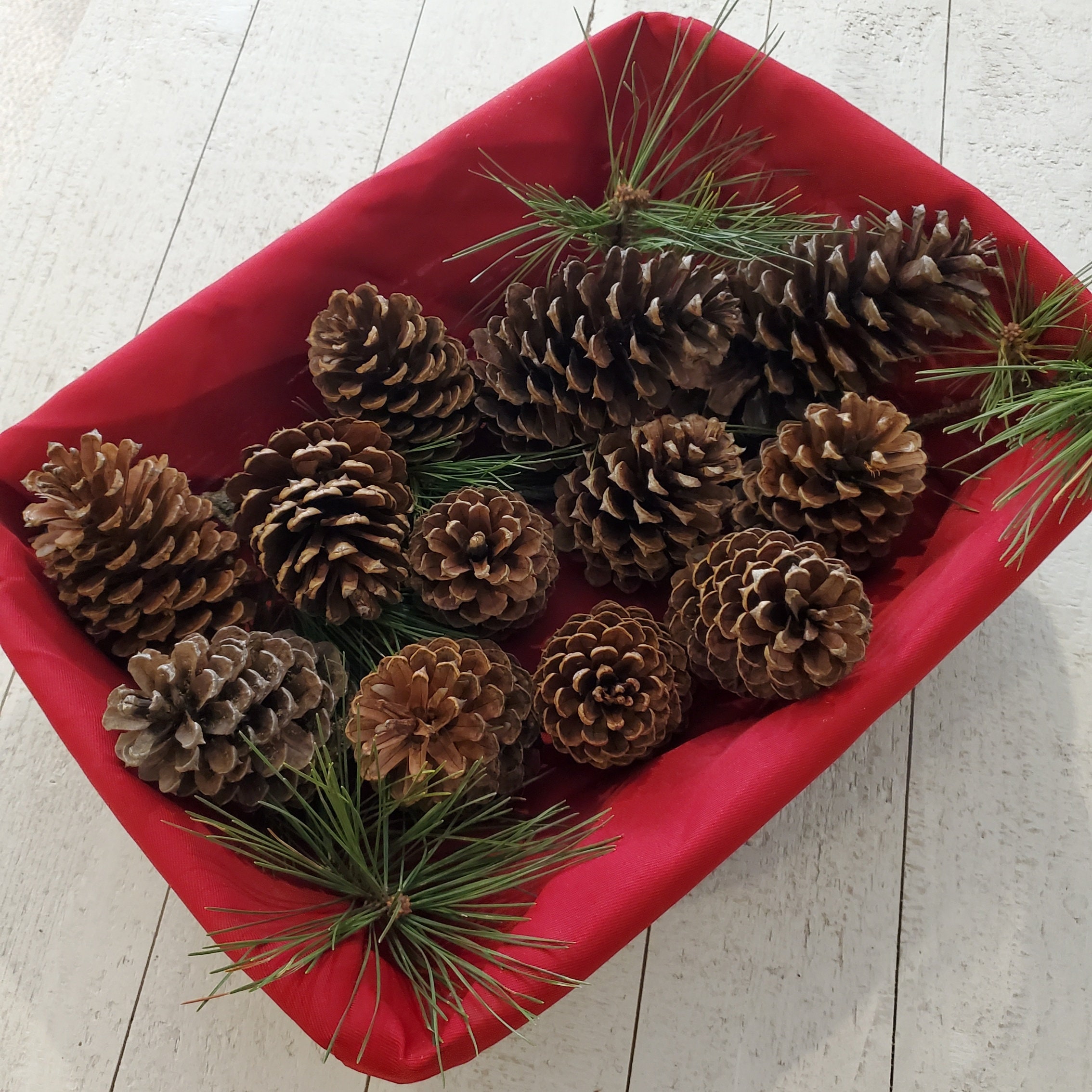 Real Pinecones Medium Size Set of 12 - Etsy