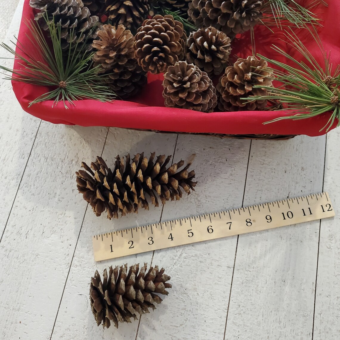 Real Pinecones Medium Size Set of 12 - Etsy