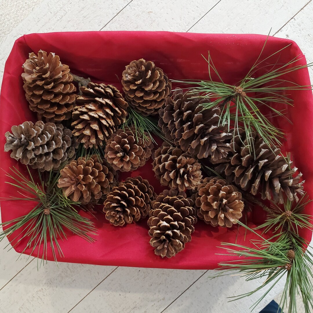 Real Pinecones Medium Size Set of 12 - Etsy
