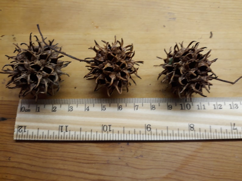 Sweetgum Balls Seed Pods Burr Balls Sticky Balls Witch's Burr Bulk Set ...