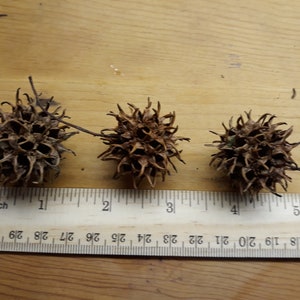 Sweetgum Balls Seed Pods Burr Balls Sticky Balls Witch's Burr Bulk Set ...