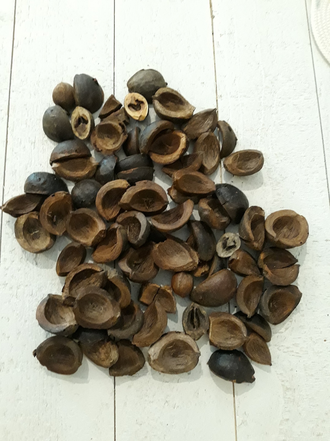 Hickory Nut Hulls and Nuts Various Sizes 75+ Pieces per Bag - Etsy