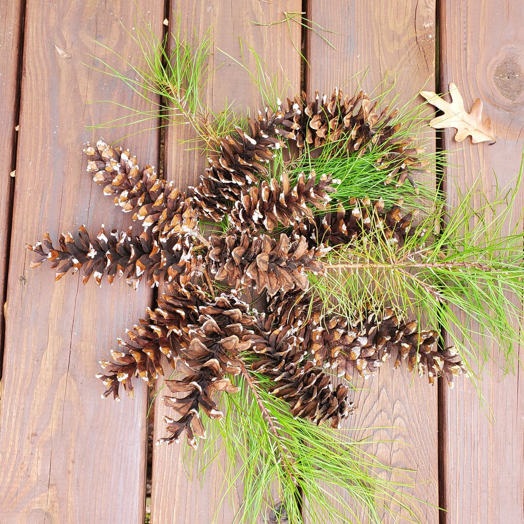 Eastern White Pine Pinecones Large Natural Real Pinecones 4" to 6" Set ...