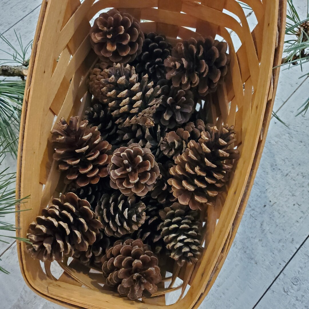 Real Pinecones Tiny to Small Set of 25 - Etsy