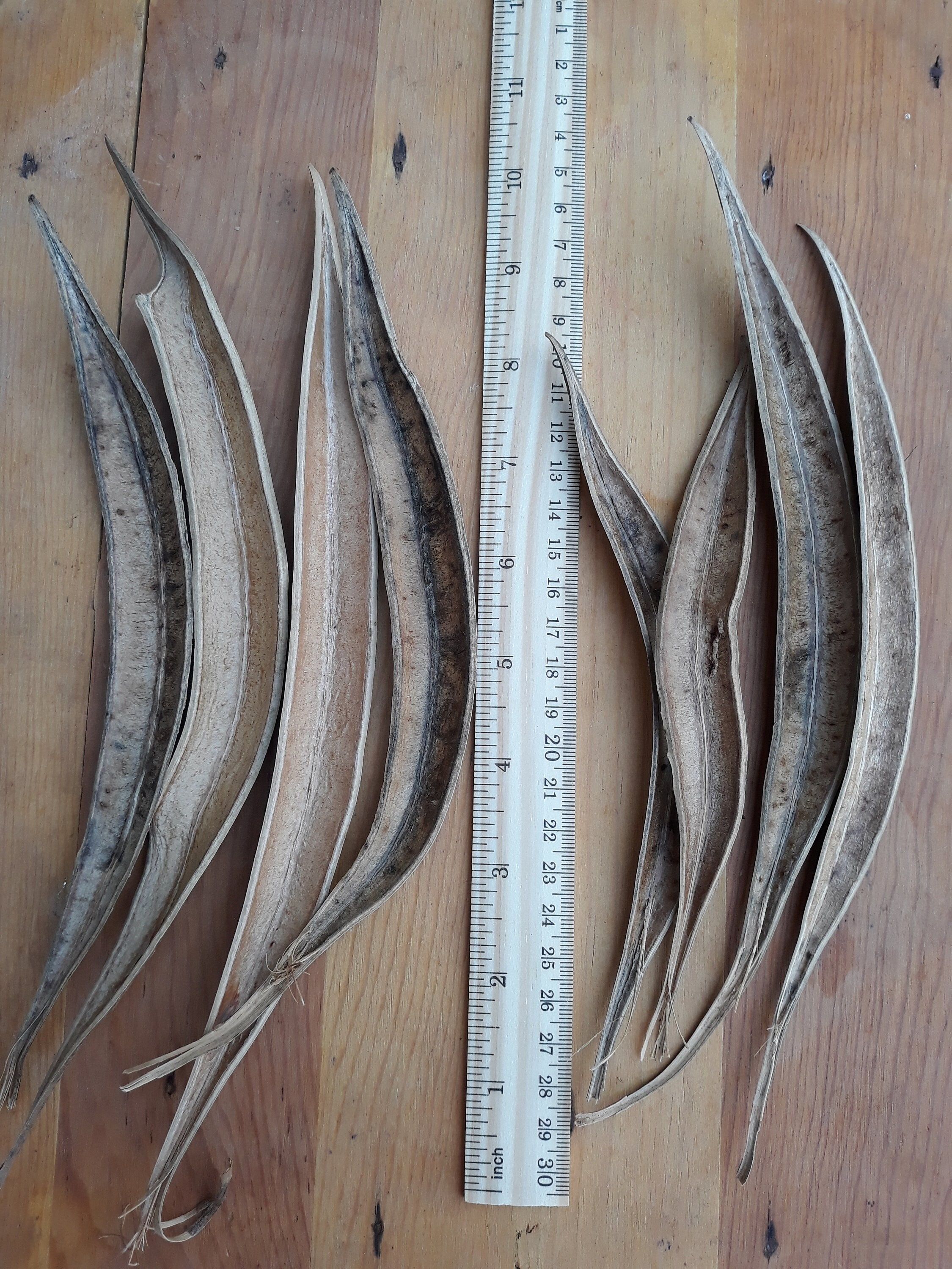 Trumpet Vine Seed Pods Set of 8 Single Pods - Etsy