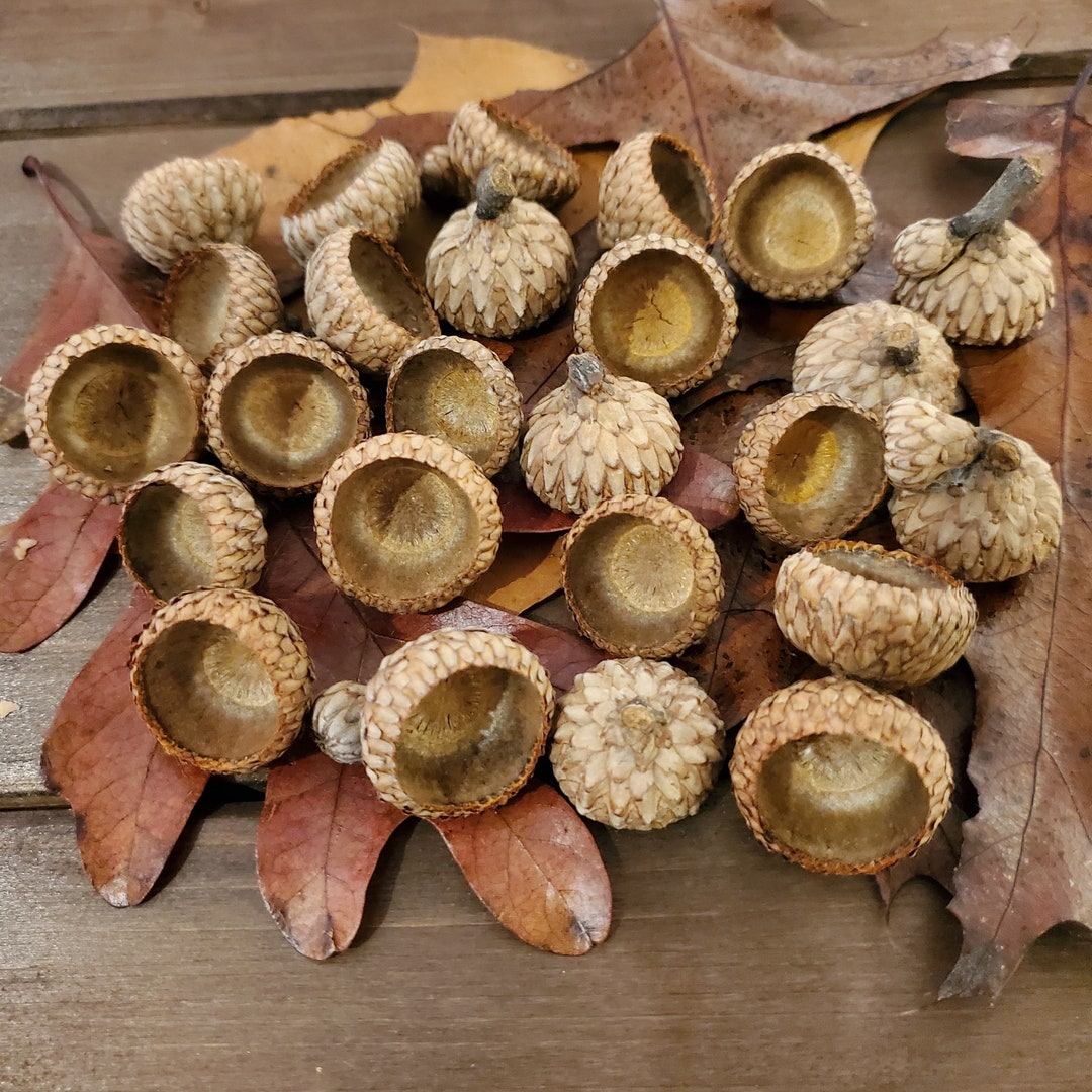 Natural Real Acorn Caps Red Oak Scarlet Various Sizes Set of 25 Caps - Etsy
