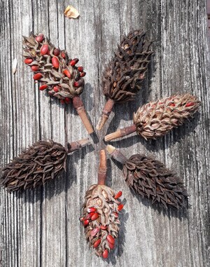 Magnolia Pods - Etsy