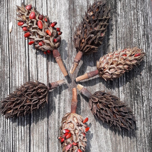 Dried Seed Pods - Etsy