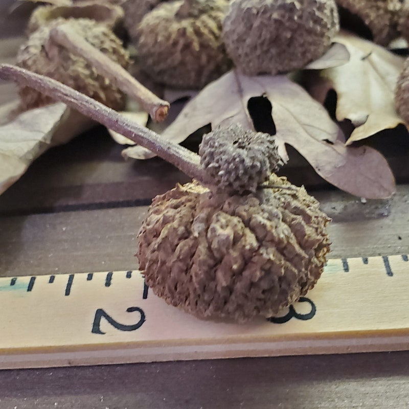 White Felt Acorn - Etsy
