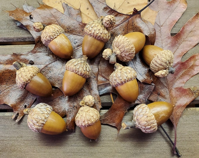 Natural Acorns Real Acorns Hybrid (white Oak Nut With a Scarlet Cap ...