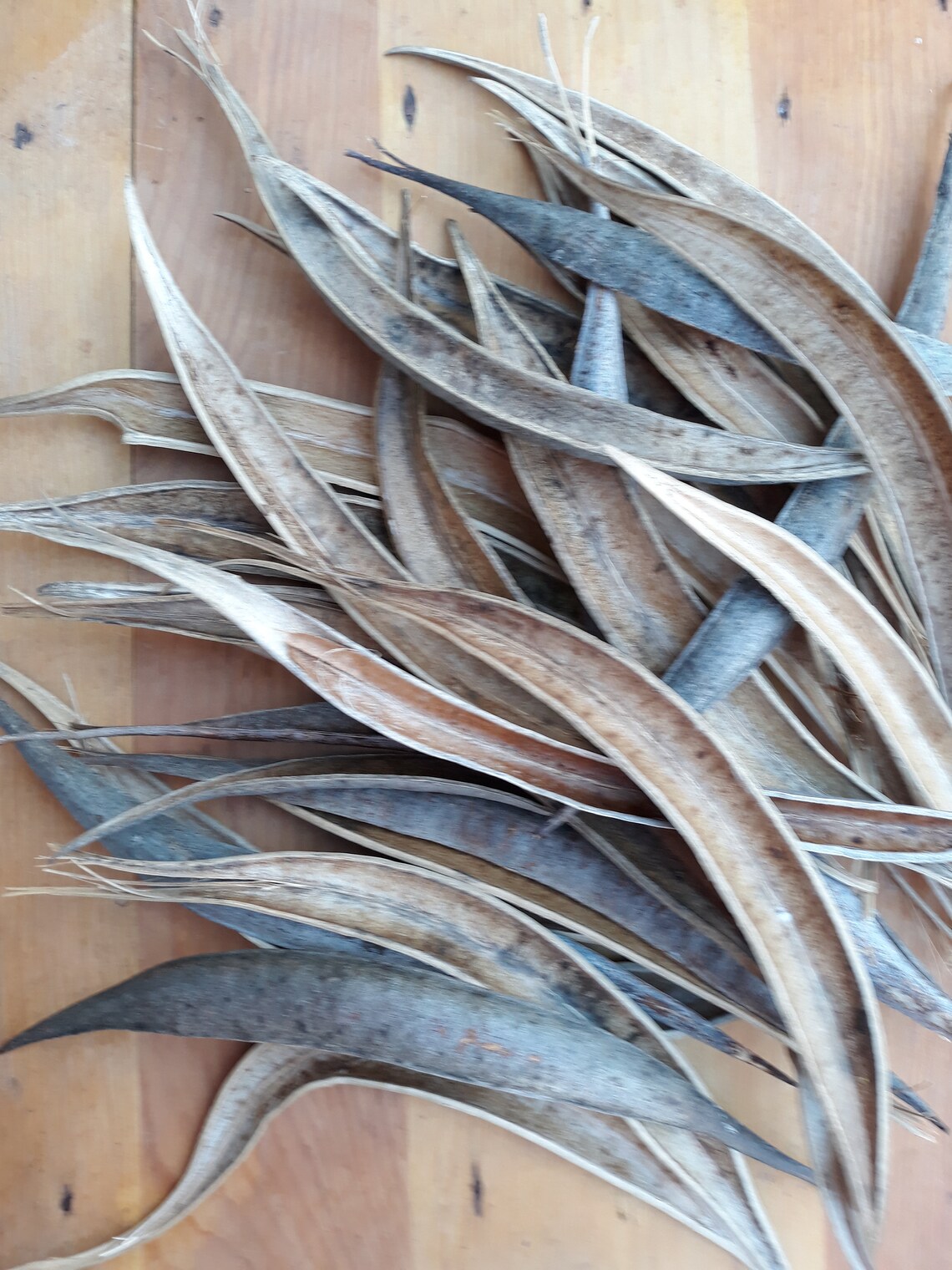 Trumpet Vine Seed Pods Set of 8 Single Pods - Etsy