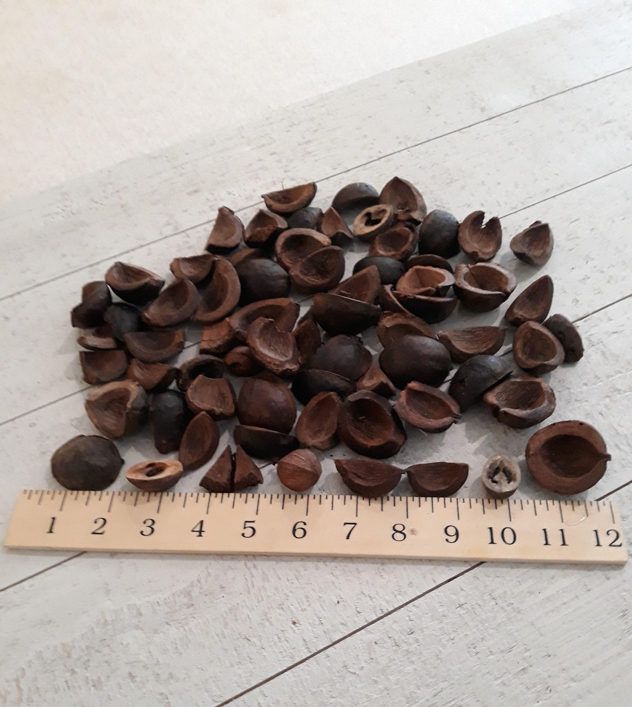 Hickory Nut Hulls and Nuts Various Sizes 75+ Pieces per Bag - Etsy