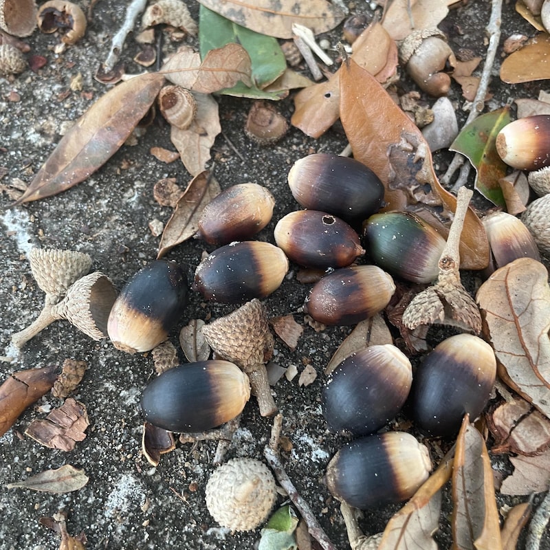 Southern Live Oak - Etsy