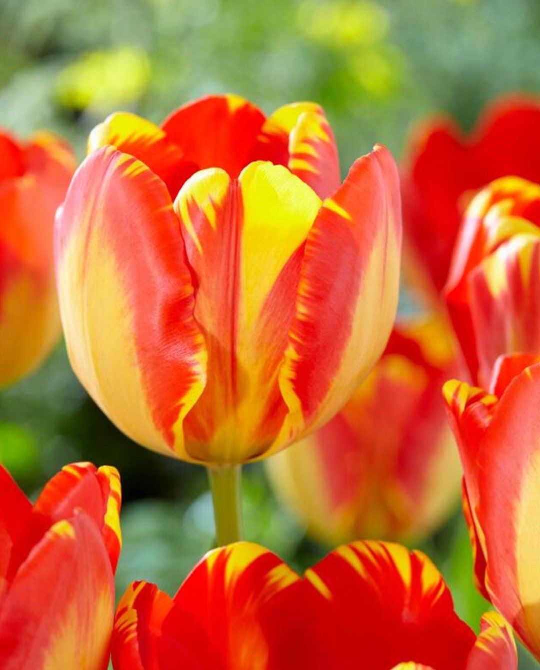 Tulip Bulbs: Tulipa Darwin Hybrid Banja Luka Tulips - Etsy