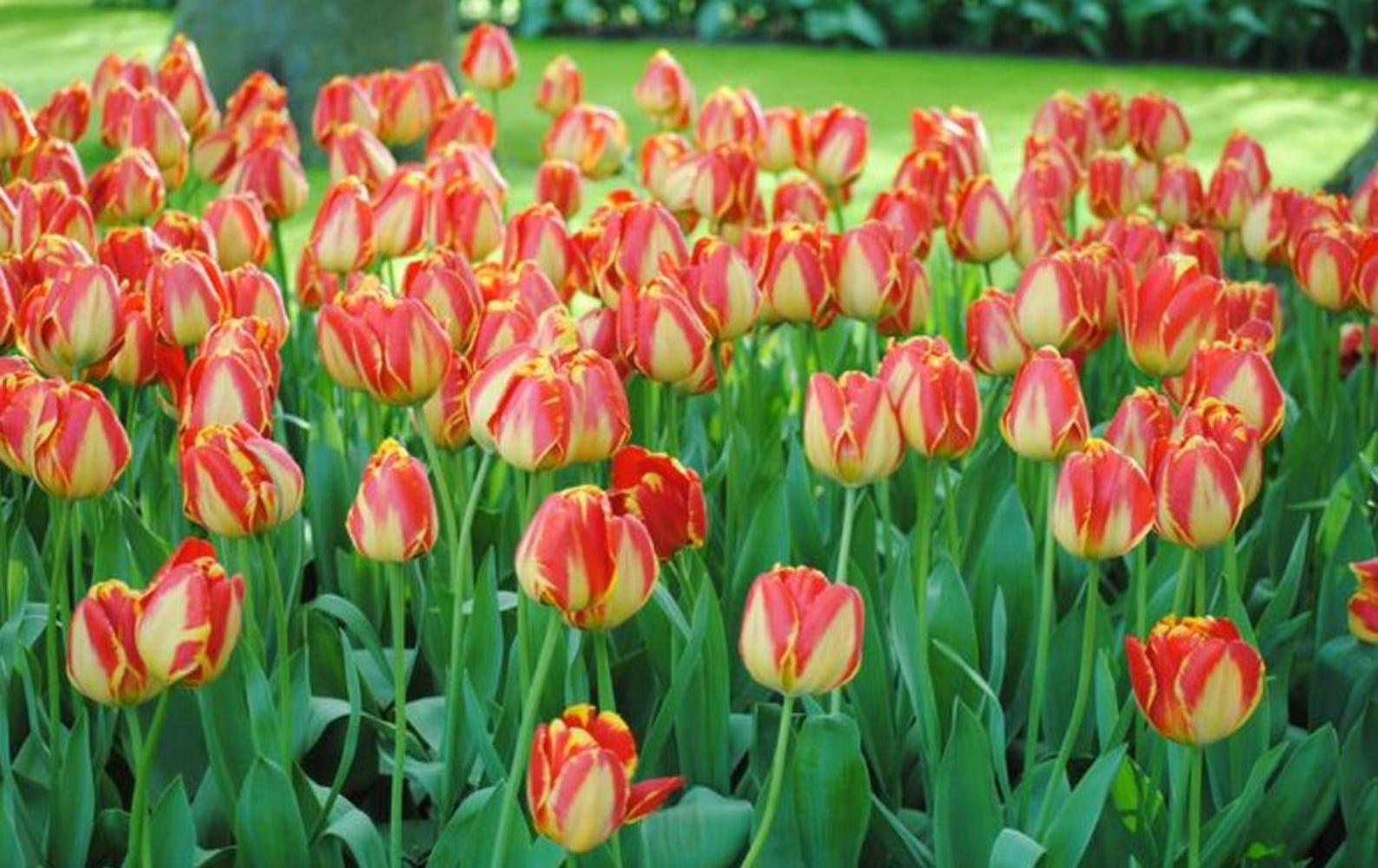 Tulip Bulbs: Tulipa Darwin Hybrid Banja Luka Tulips - Etsy