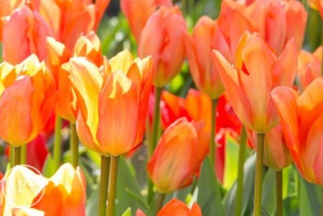 Tulip Bulbs: Tulipa Emperor___ Orange Emperor - Etsy