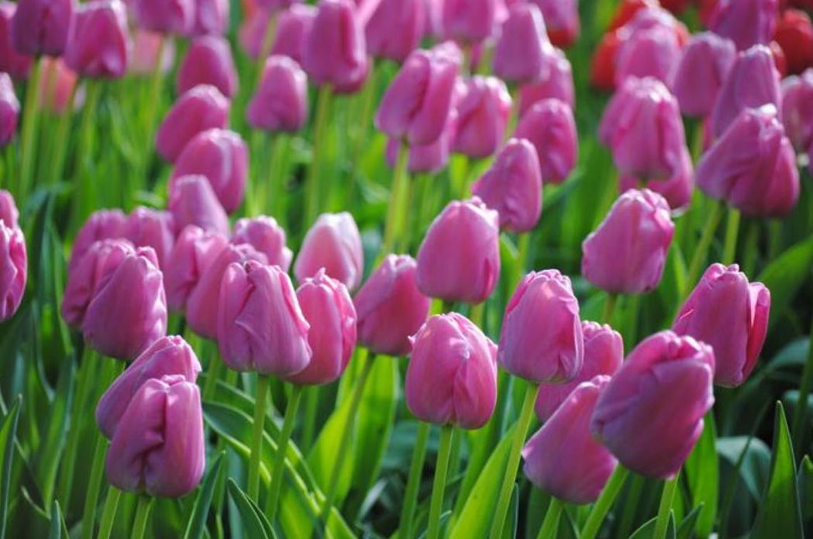 Tulip Bulbs: Tulips Darwin Hybrid___ Purple Pride - Etsy