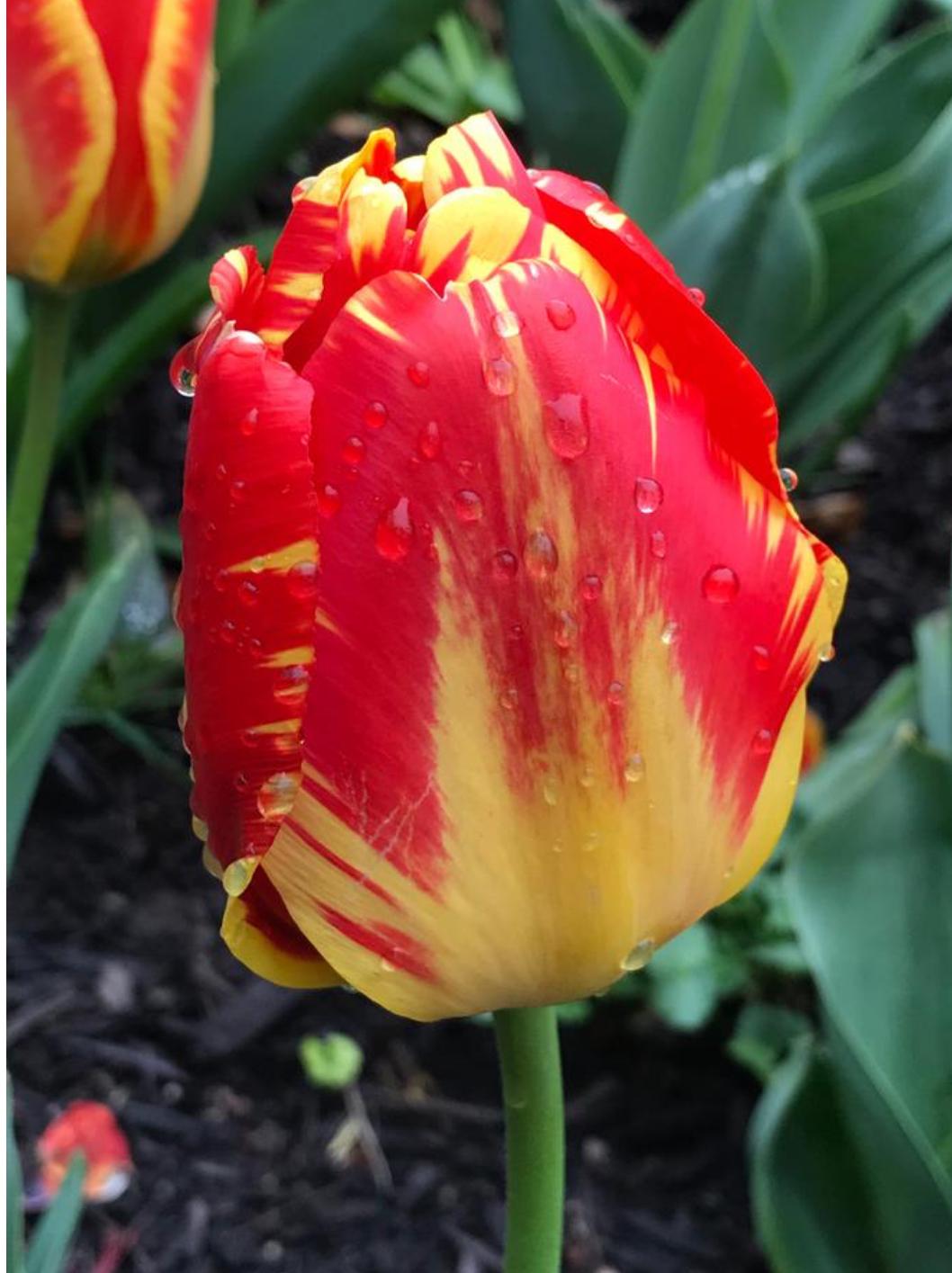 Tulip Bulbs: Tulipa Darwin Hybrid Banja Luka Tulips - Etsy