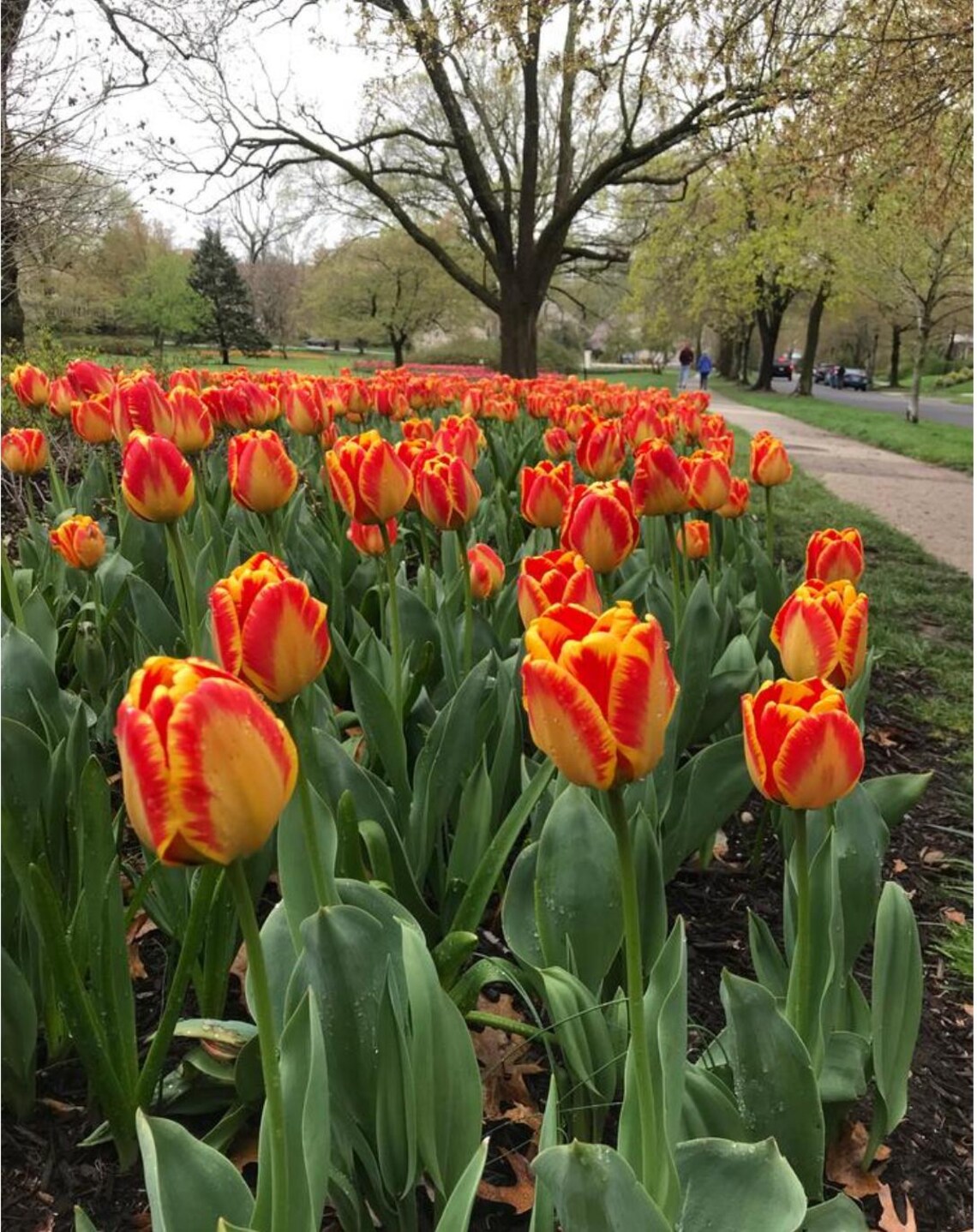 Tulip Bulbs: Tulipa Darwin Hybrid Banja Luka Tulips - Etsy