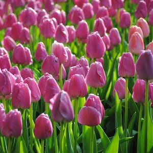 Tulip Bulbs: Tulips Darwin Hybrid___ Purple Pride - Etsy