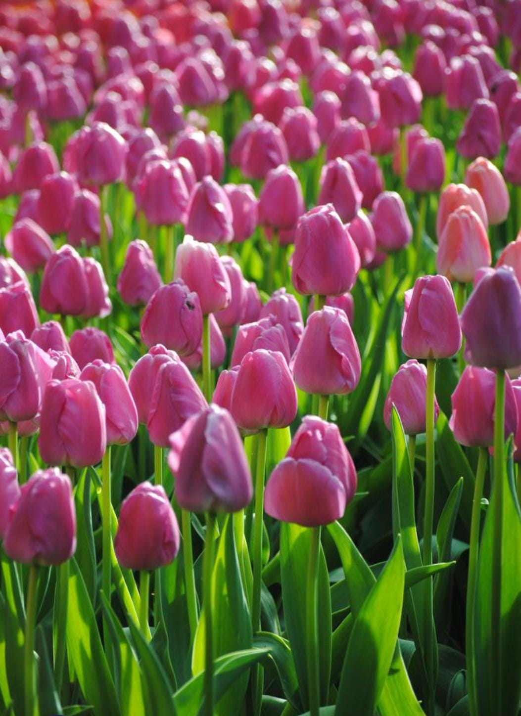 Tulip Bulbs: Tulips Darwin Hybrid___ Purple Pride - Etsy