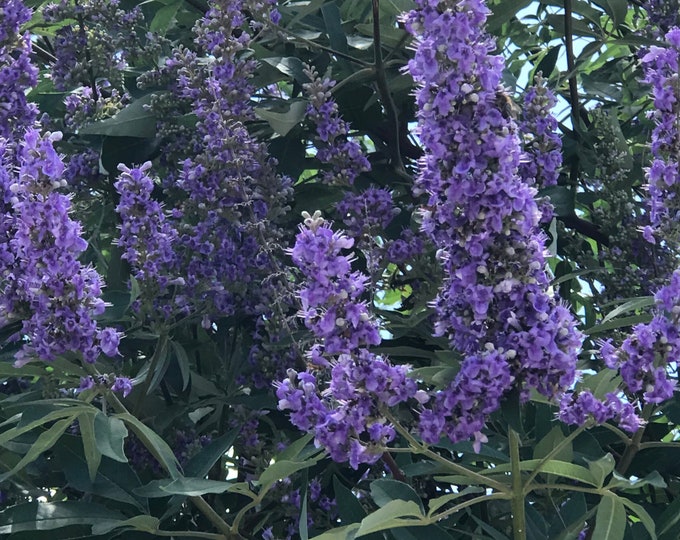 Purple Flowering Vitex, Chaste, Texas Lilac Trees or Bushes - Etsy