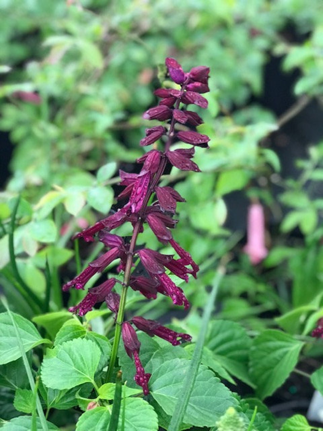 Saucy Wine Salvia - Etsy