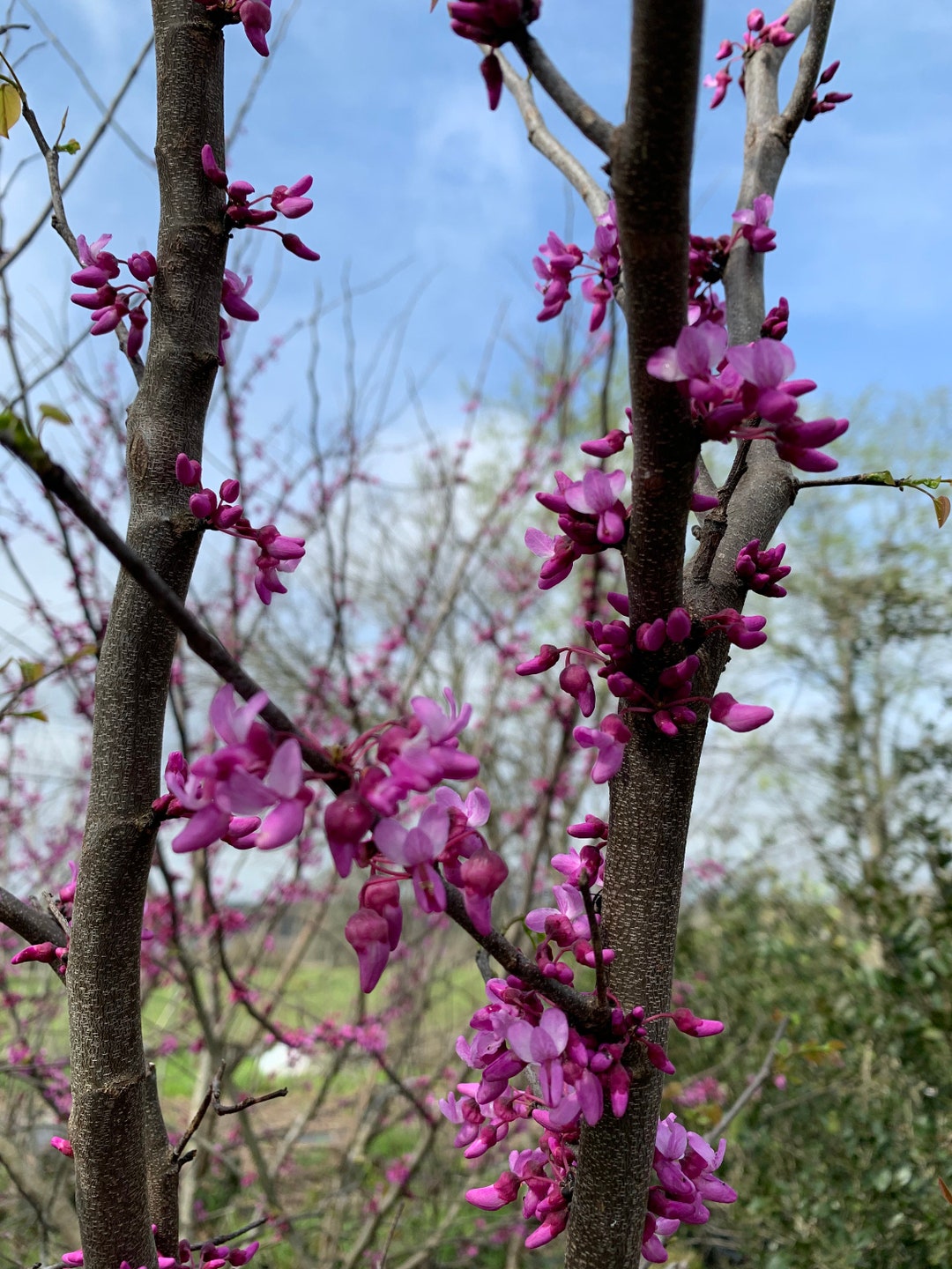 Texas Redbud Trees - Etsy