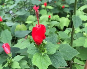 ROOTED Turk's Cap Wax Mallow (malvaviscus Arboreus) 1 Rooted Stem ...