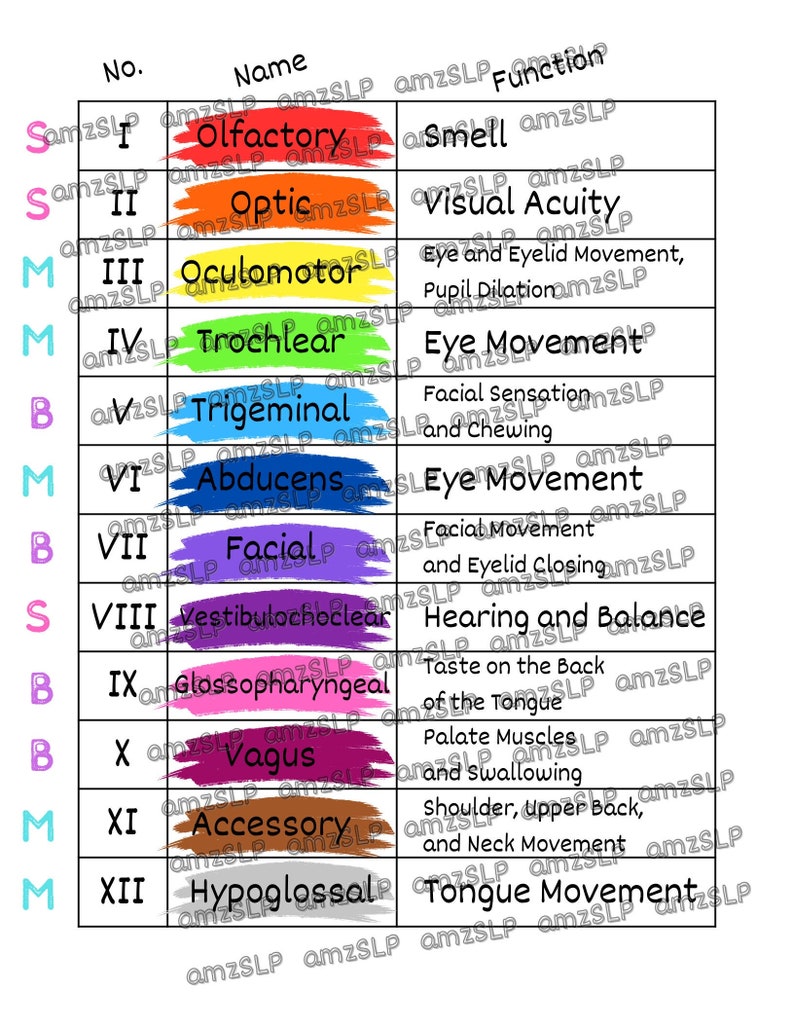 Cranial Nerves Study Guide Digital Download - Etsy