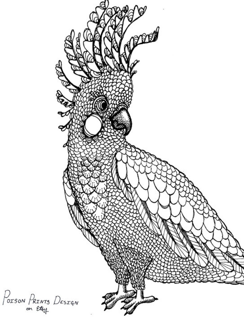 Cockatiel Coloring Page - Etsy