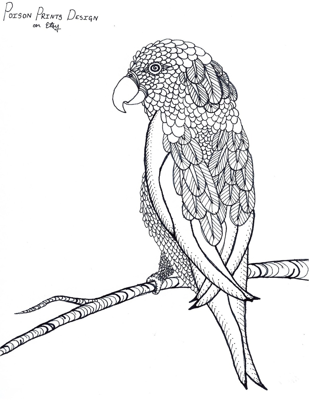 Parrot Coloring Page - Etsy