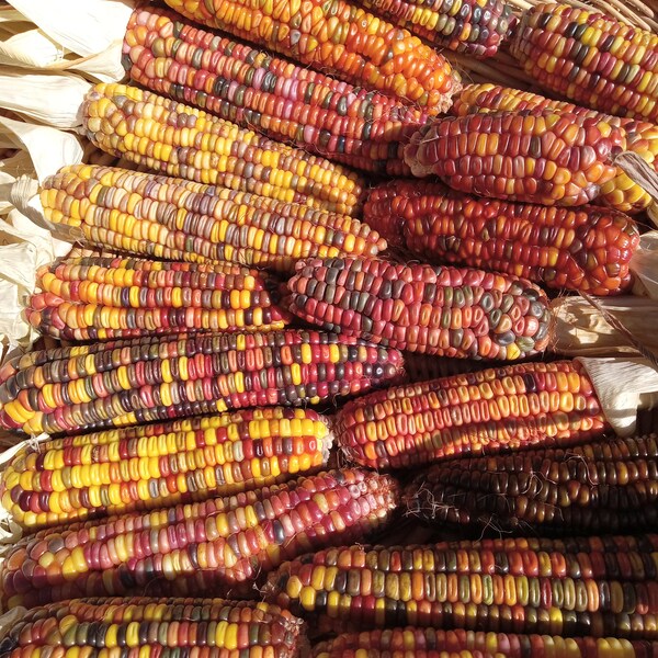 Heirloom Corn - Etsy