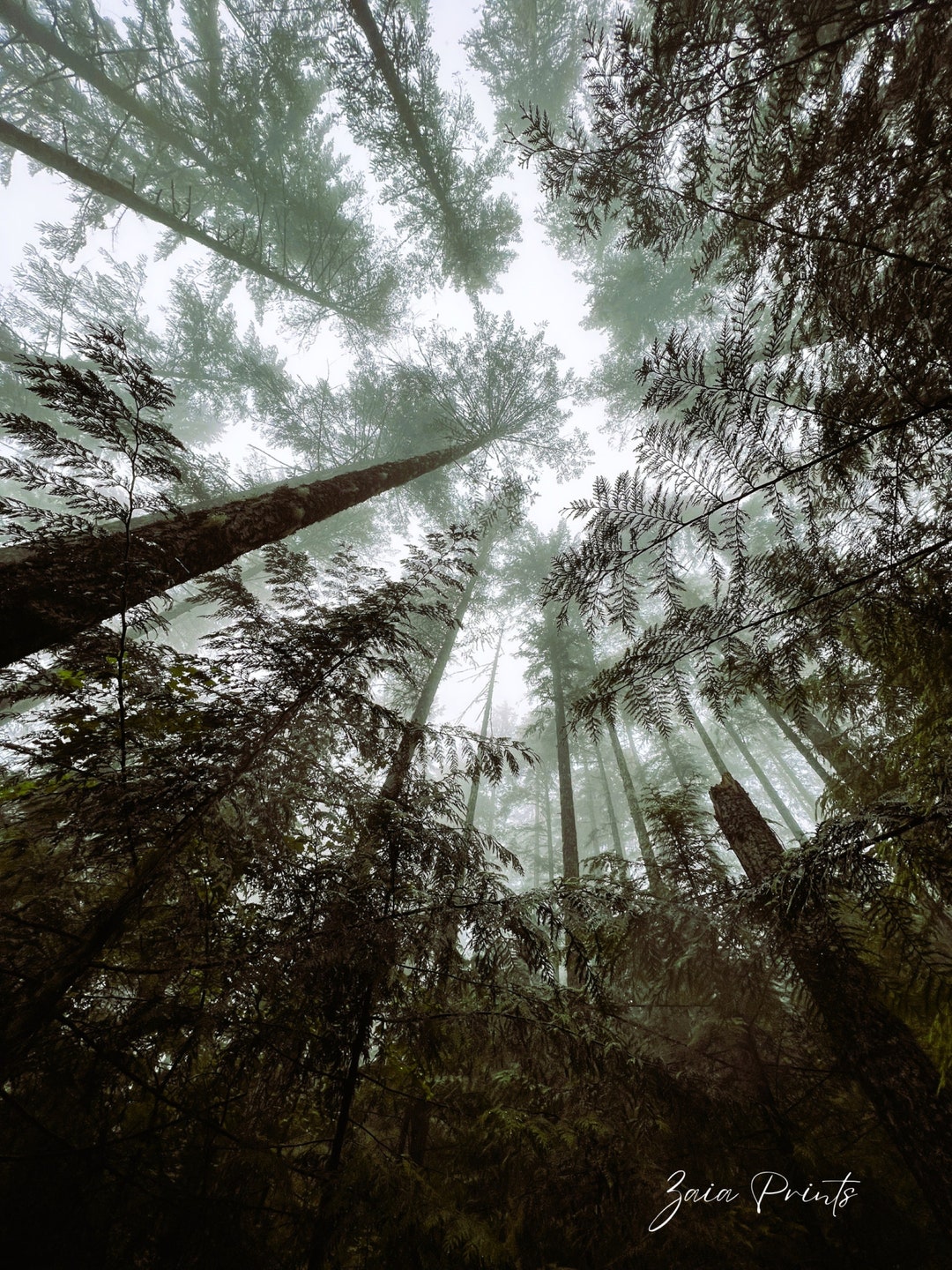 Digital Download, Tree Canopy Print Printable Wall Art Tree Tops Nature ...