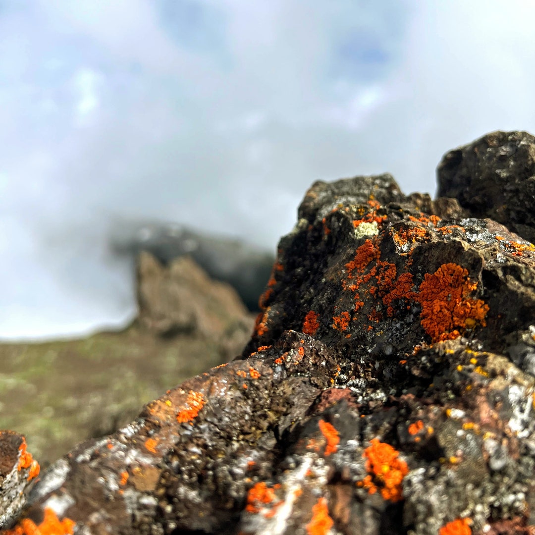 Digital Download, Orange Algae Printable Wall Art Rocks Nature ...