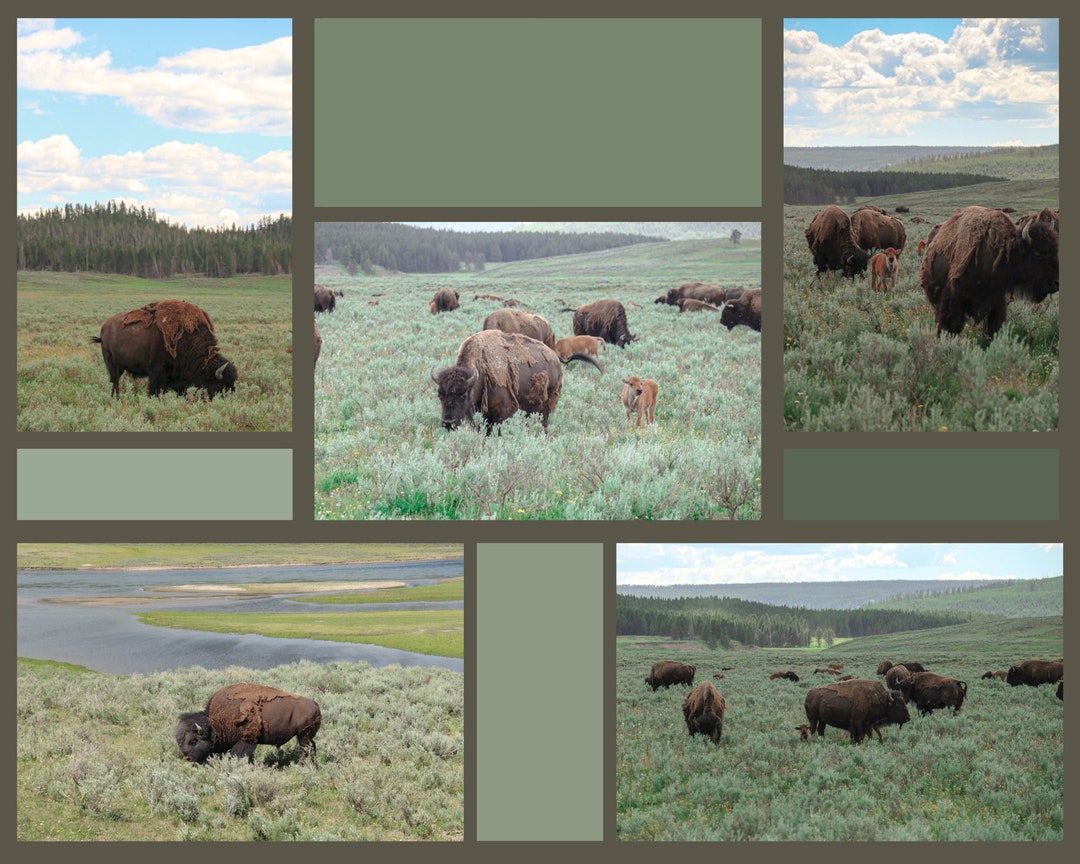 Collection of Bison 5 Photos From Yellowstone National Park DIGITAL ...