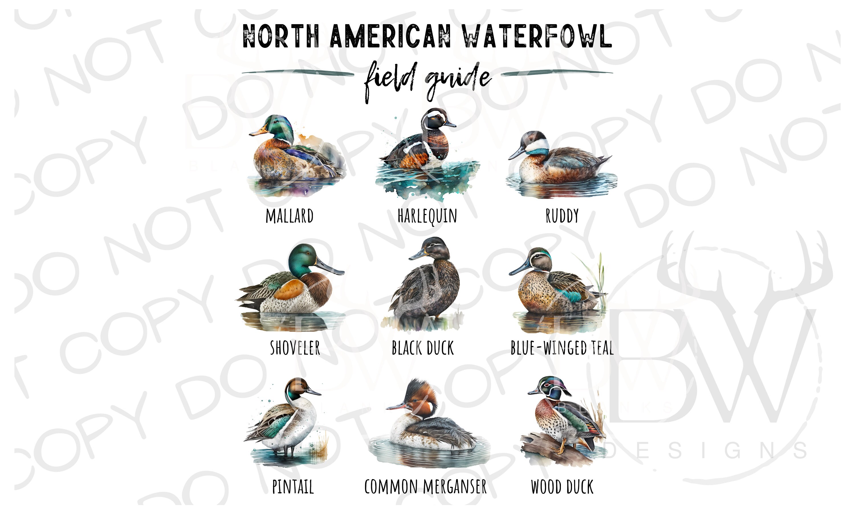 North American Waterfowl Field Guide PNG | Digital Download | Duck ...