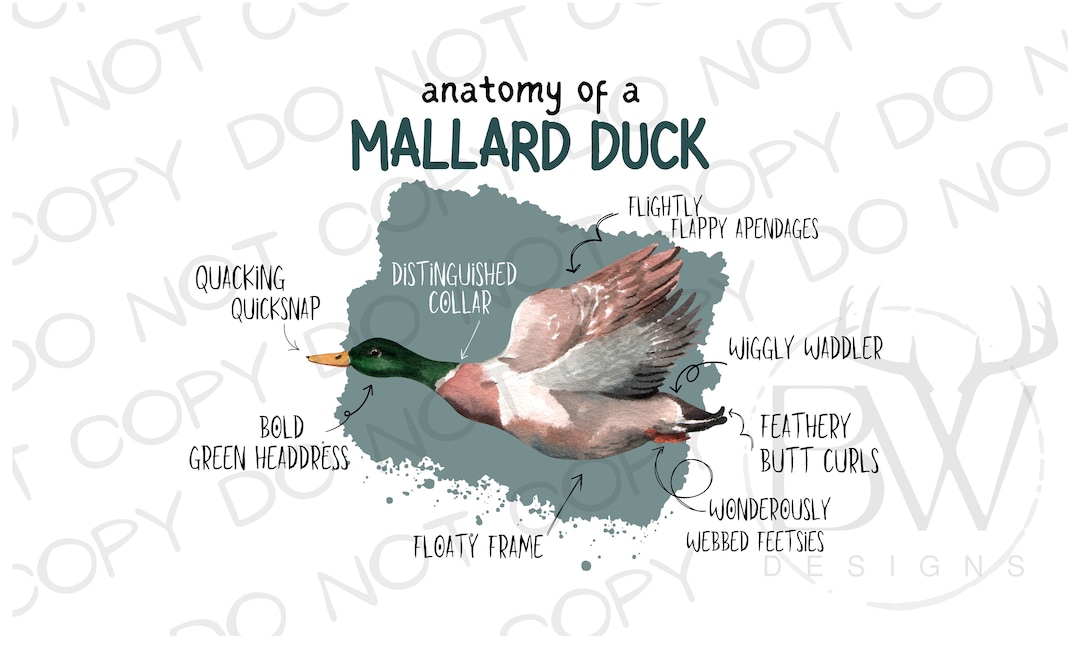 Anatomy of a Mallard Duck PNG | Digital Download | Duck Hunting ...
