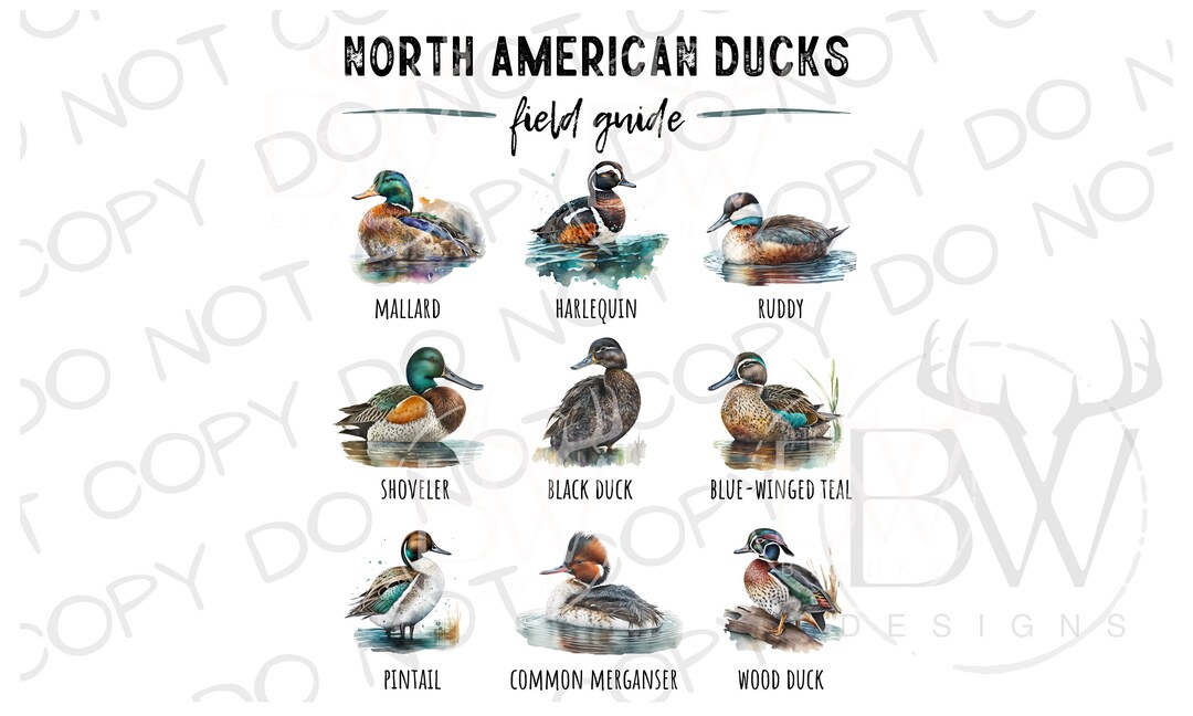 North American Field Guide PNG | Digital Download | Duck Hunting ...