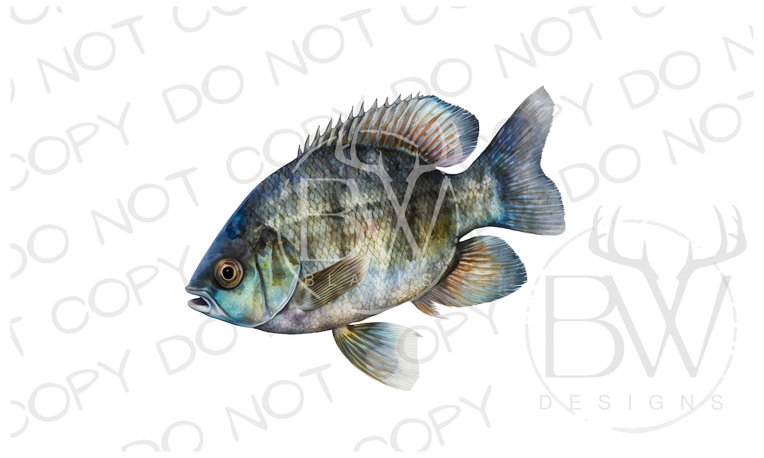 Blue Gill Sublimation PNG Digital Download Fishing Sublimation PNG Blue ...