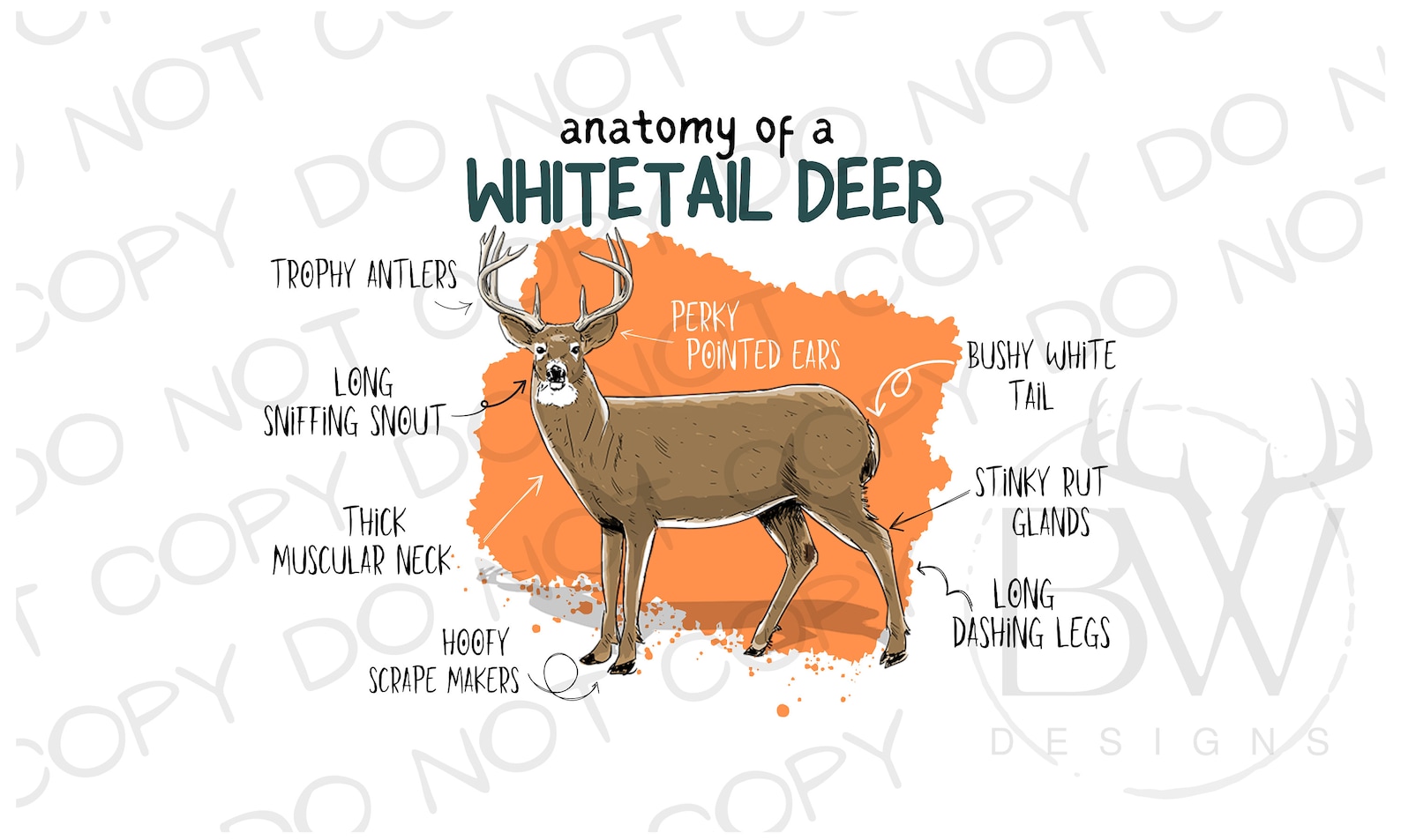 Anatomy of a Whitetail Deer PNG Digital Download Deer - Etsy