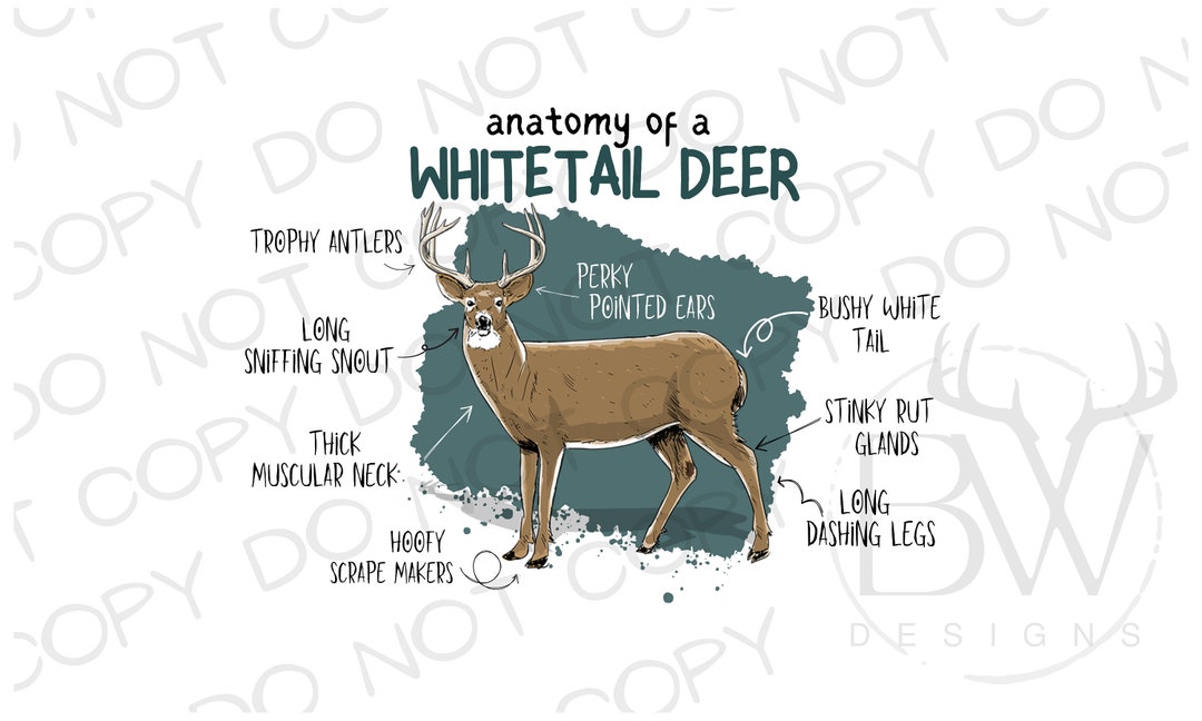 Anatomy of a Whitetail Deer PNG | Digital Download | Deer Hunting ...